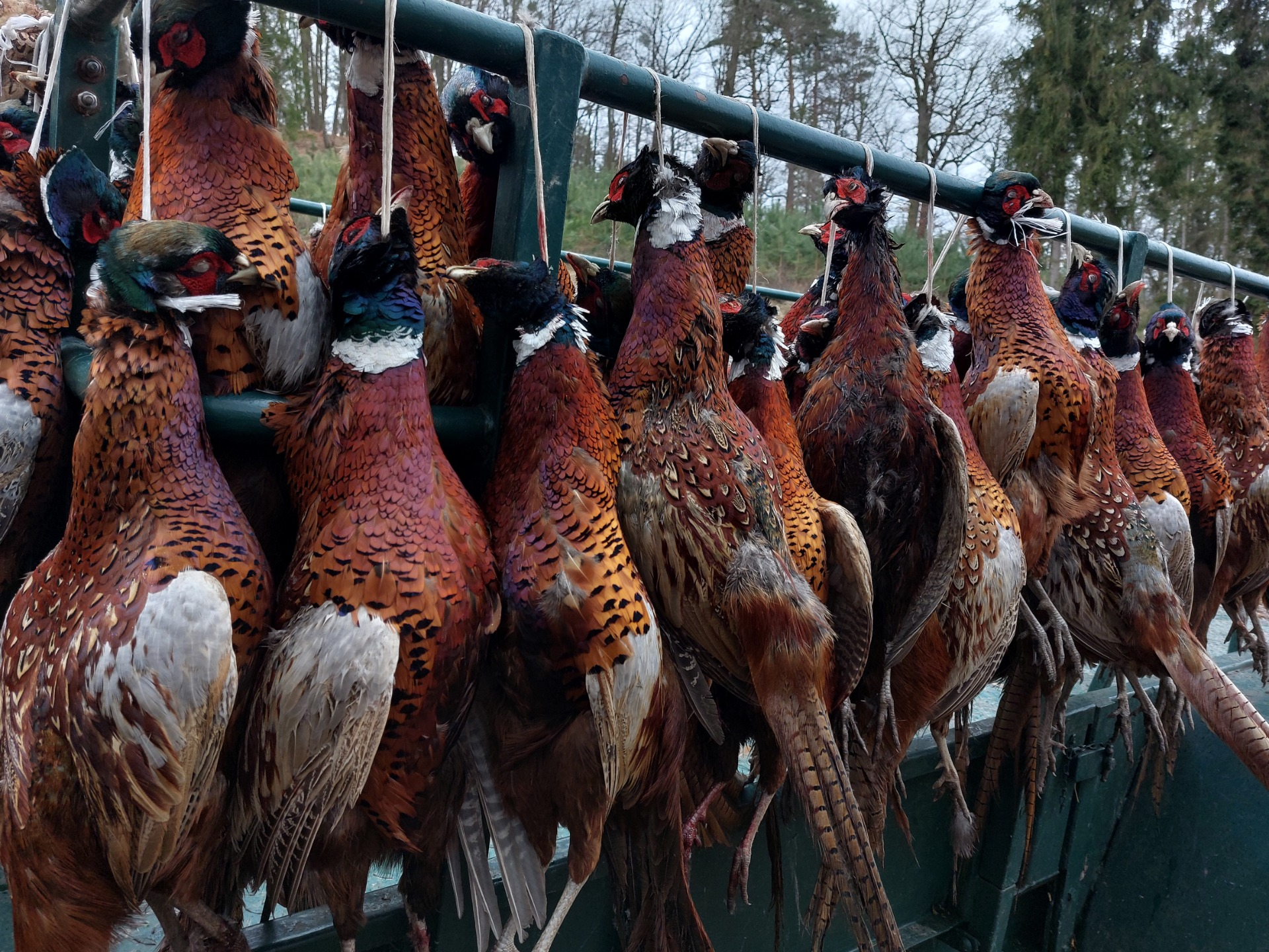 Pheasant hunting in the Albertovec pheasant farm in the Czech Republic