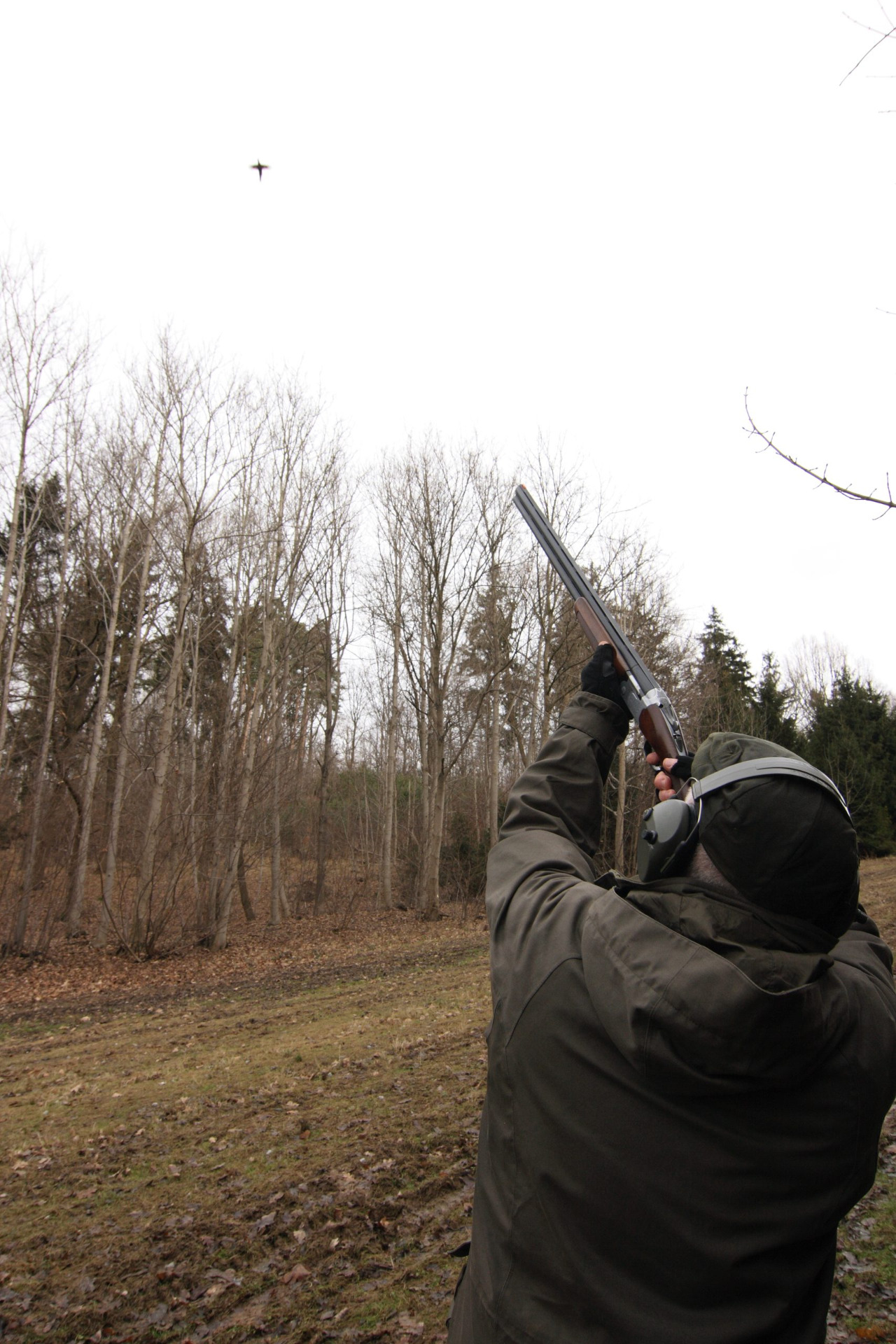 Pheasant hunting in the Albertovec pheasant farm in the Czech Republic