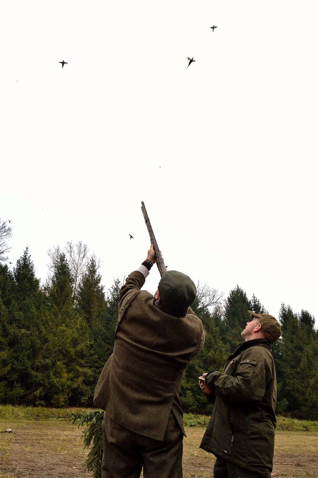 Pheasant hunting in the Albertovec pheasant farm in the Czech Republic